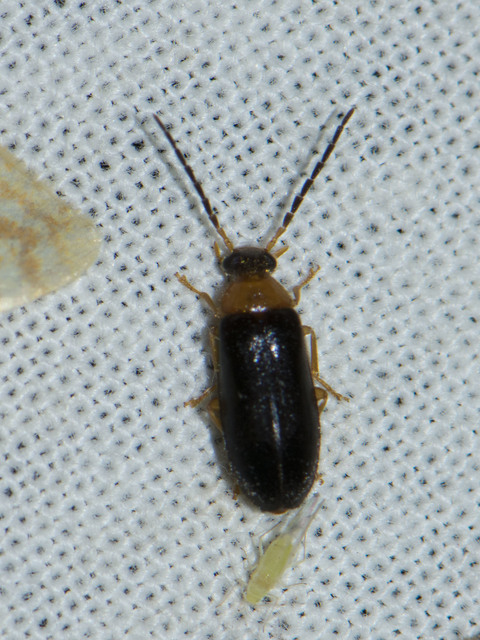 Conopalpus testaceus - feketecsápú cserjekomorka