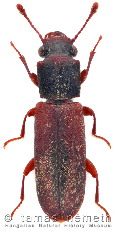 Trogoxylon parallelopipedum - amerikai falisztbogár