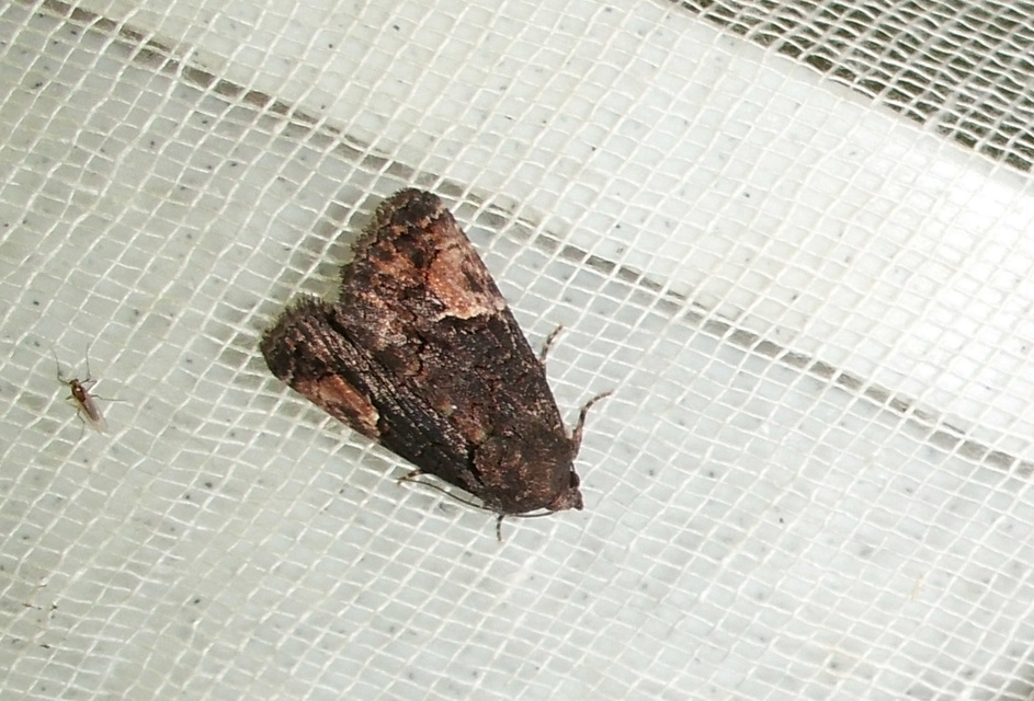 folyófűbagoly - Aedia funesta