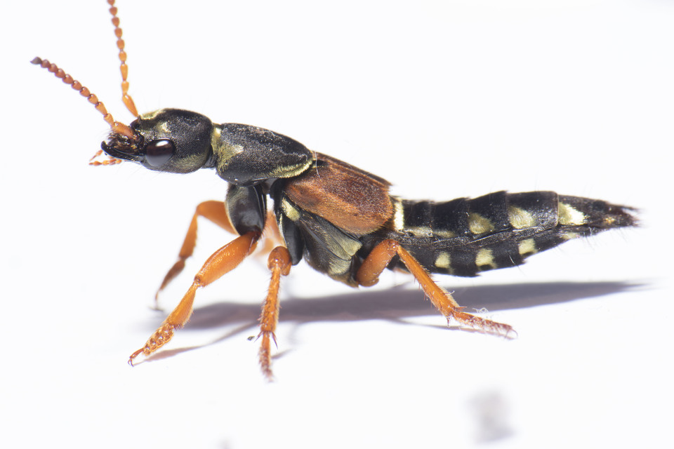 Staphylinus caesareus - aranysujtásos holyva