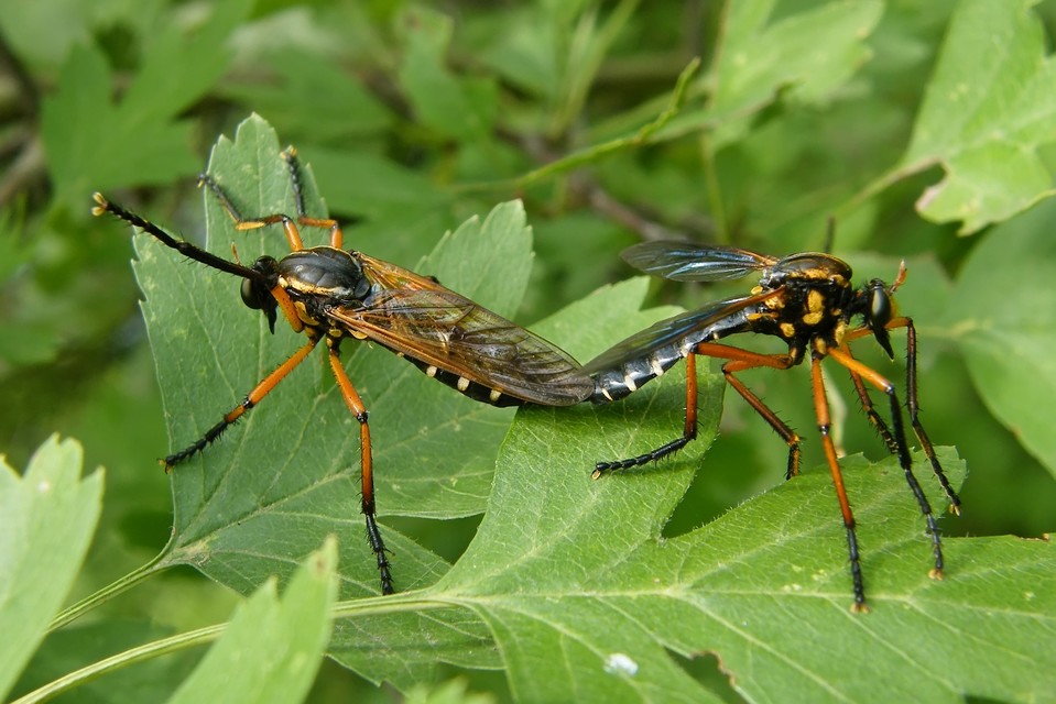 Molobratia teutonus