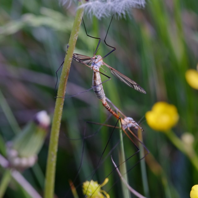 Tipula vernalis