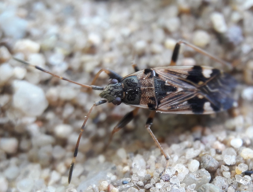 Karl Csaba találata homoki bodobács - Beosus maritimus
