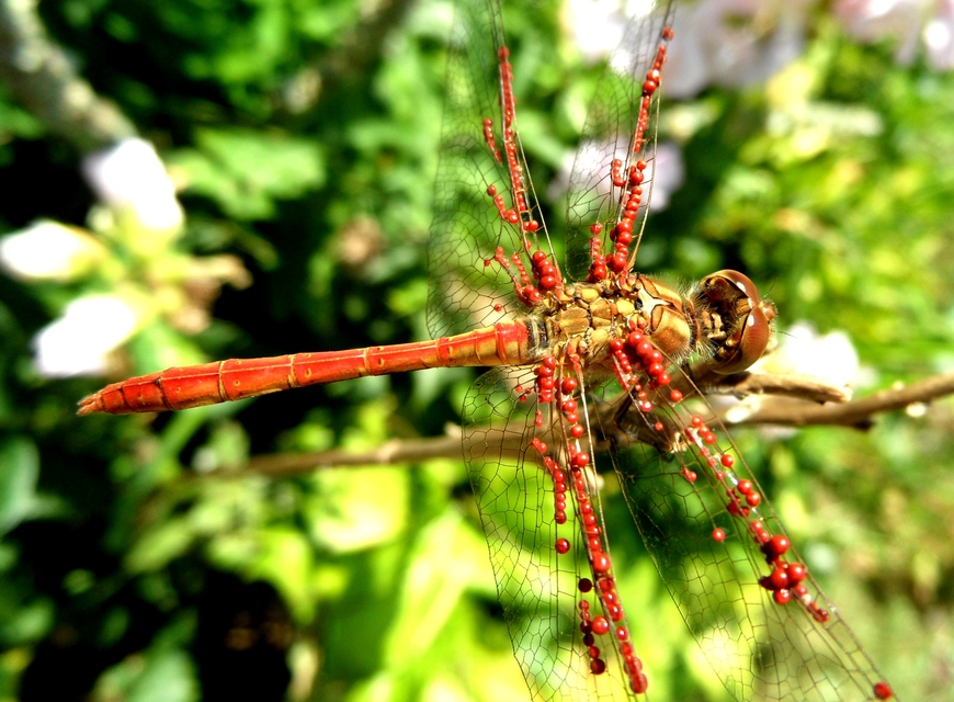 Nagy Sándor m&m találatai. Vízi atkák (Hygrobatoidea) találati csoport