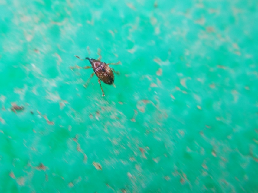 Nanophyidae - füzényormányos-félék