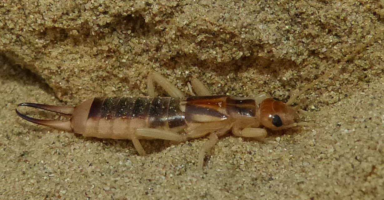 Labiduridae