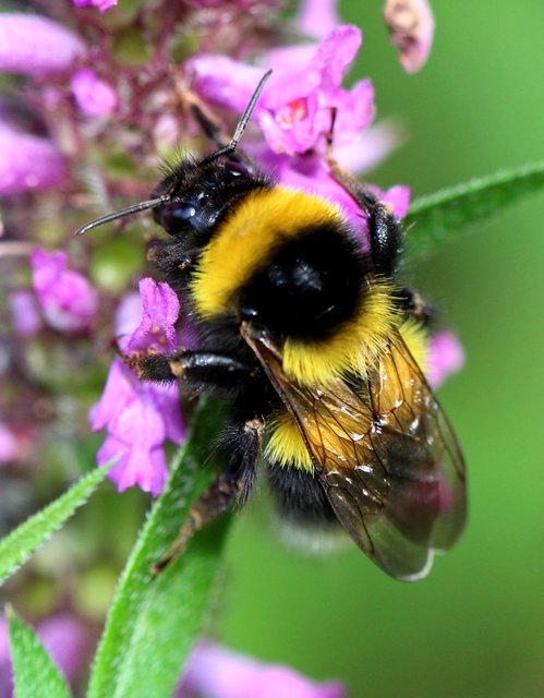 Bombus hortorum/ruderatus