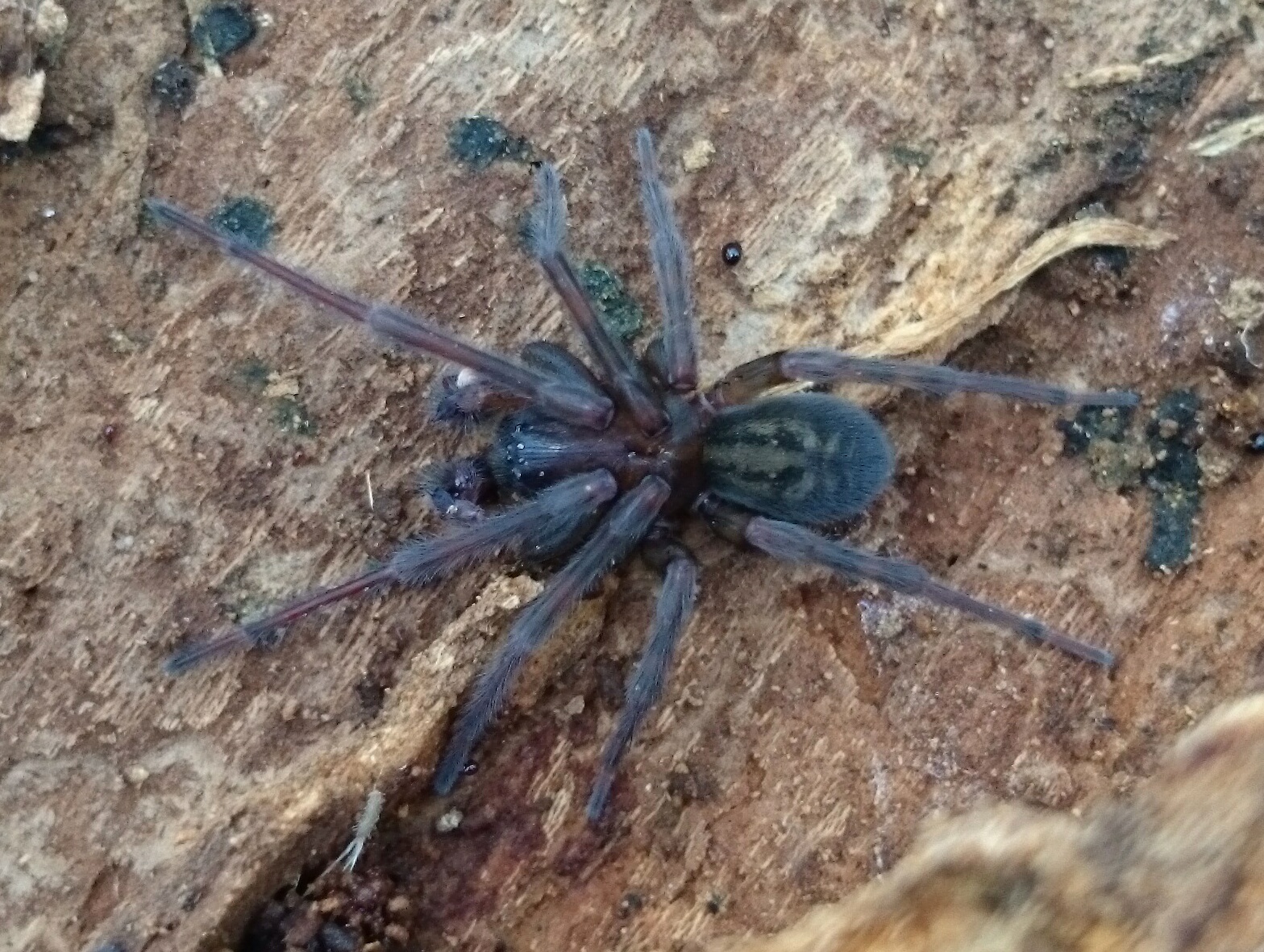 Amaurobius ferox - nagy eretnekpók