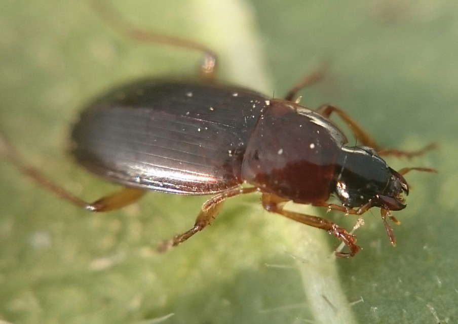 Karl Csaba találata parlagi tarfutó - Calathus cinctus