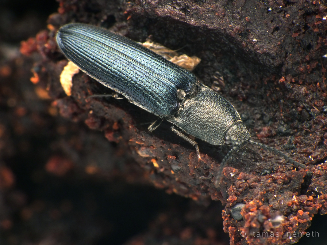Limoniscus violaceus - kék pattanó