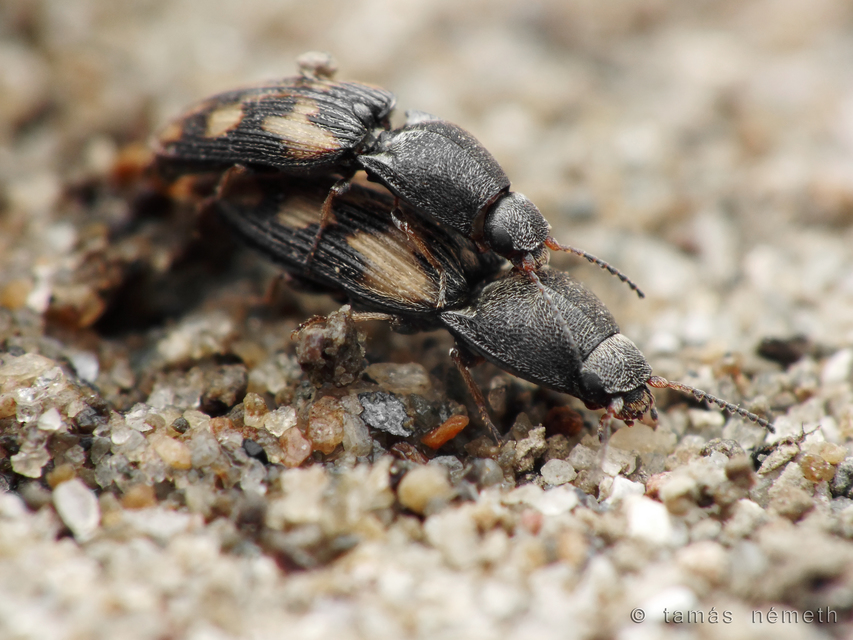 Negastrius sabulicola - díszes fövenypattanó