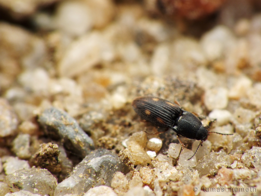 Negastrius pulchellus - tarka fövenypattanó