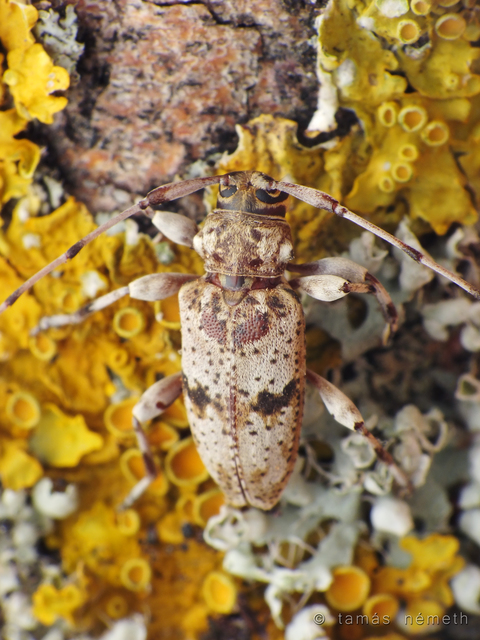 Leiopus syriacus