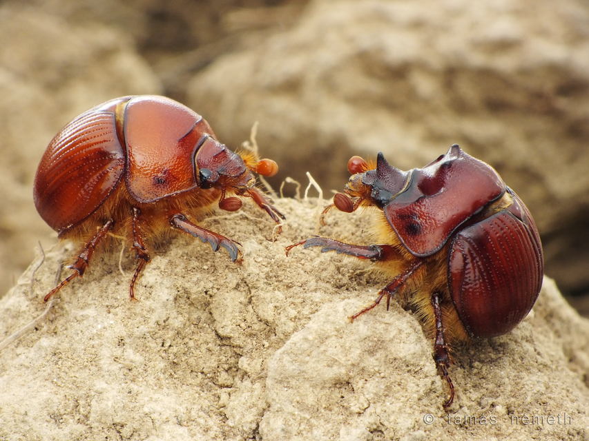 Bolbelasmus unicornis - szarvas álganéjtúró
