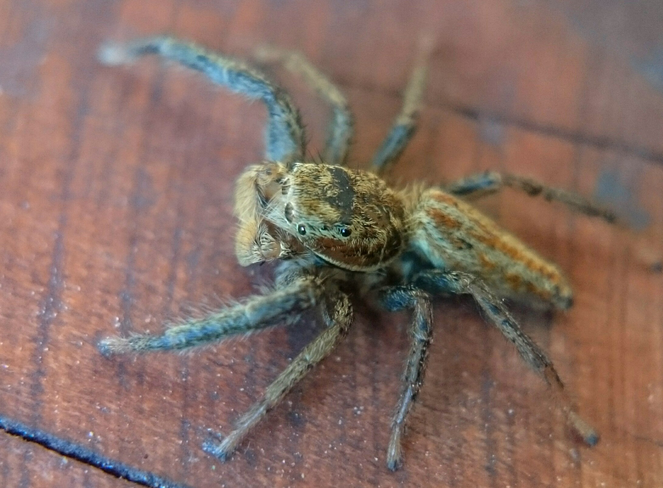 Marpissa radiata - sugaras ugrópók