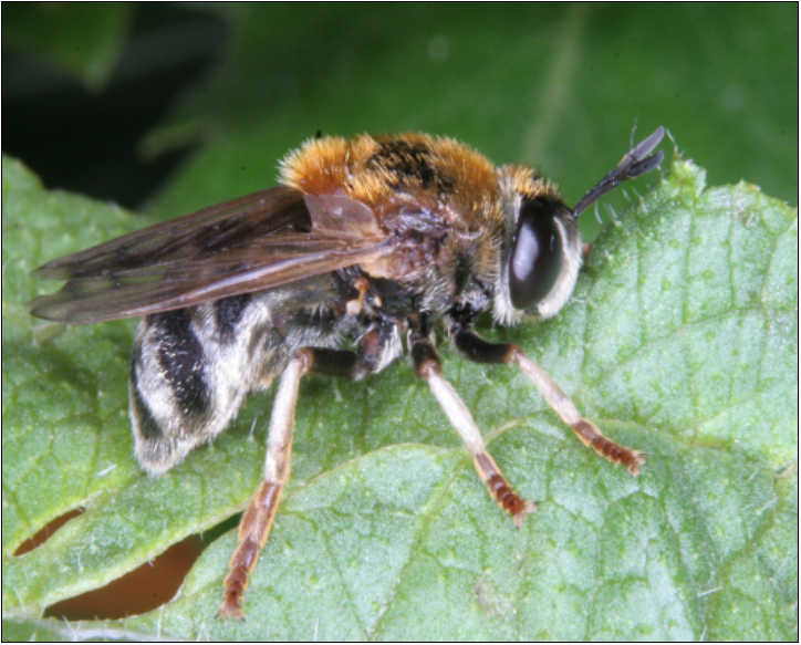 Microdon mutabilis/myrmicae