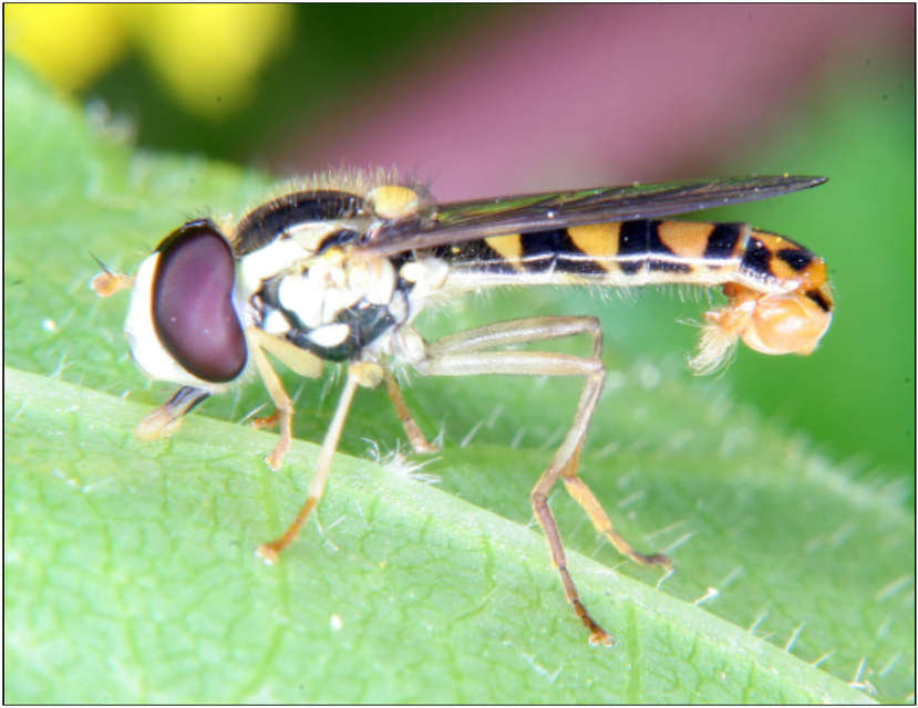 Sphaerophoria taeniata - gyakori darázslégy