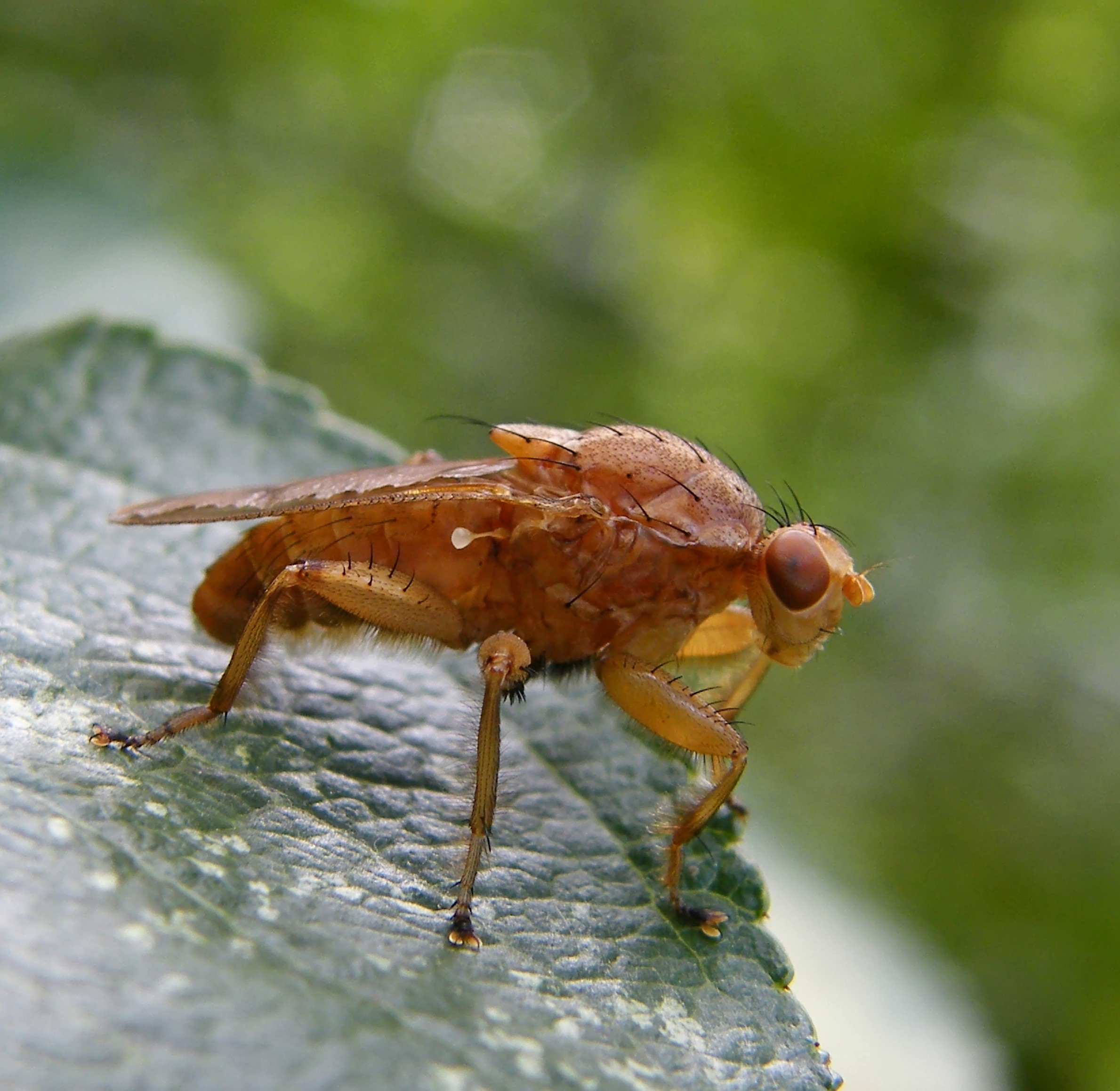 Heleomyzidae - tüskésszárnyú legyek