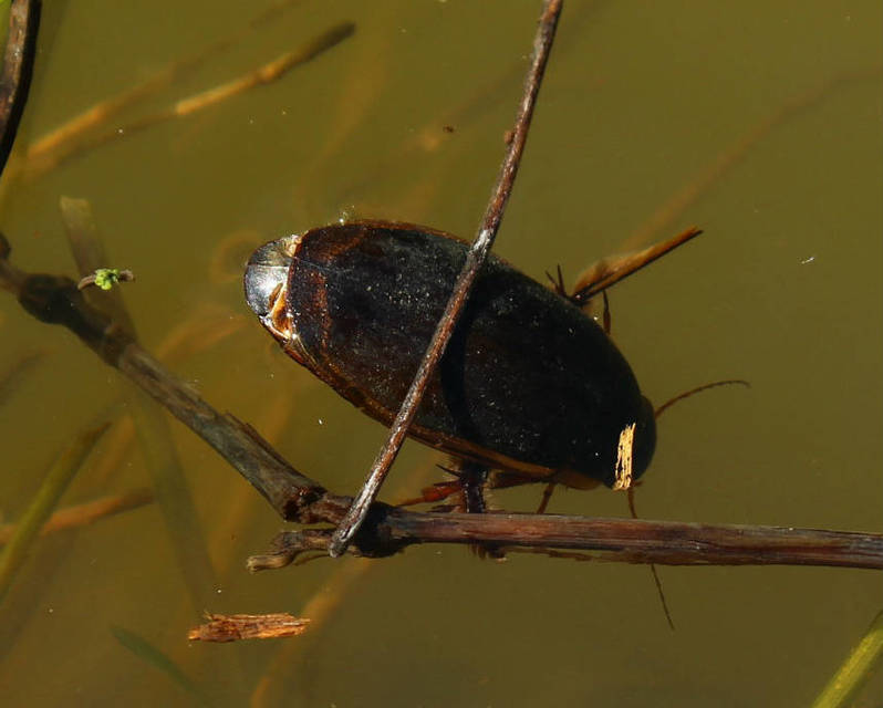 tompacsípős csíkbogár - Dytiscus dimidiatus (cf)