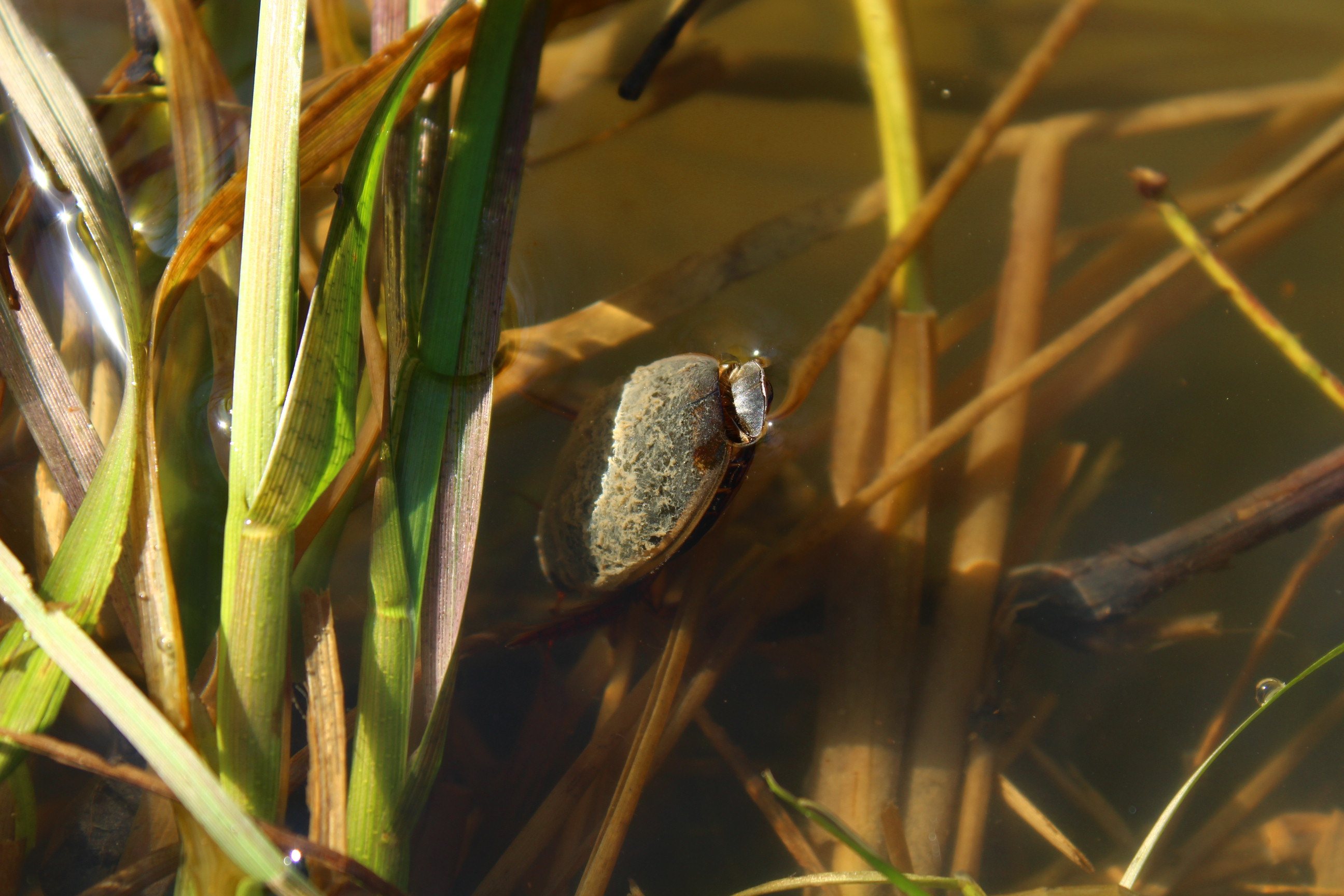 tompacsípős csíkbogár - Dytiscus dimidiatus (cf)
