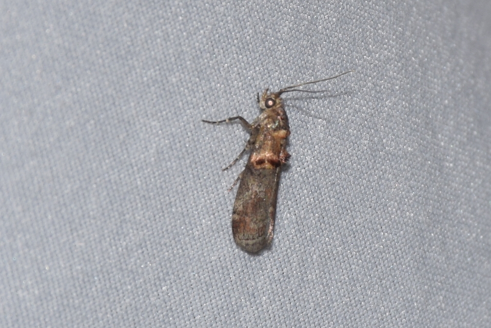 bokorrágó karcsúmoly - Trachonitis cristella