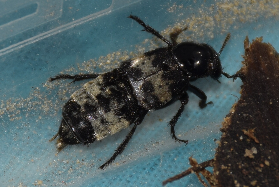 Creophilus maxillosus - dögész holyva