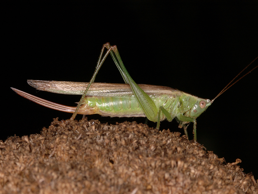 Conocephalus