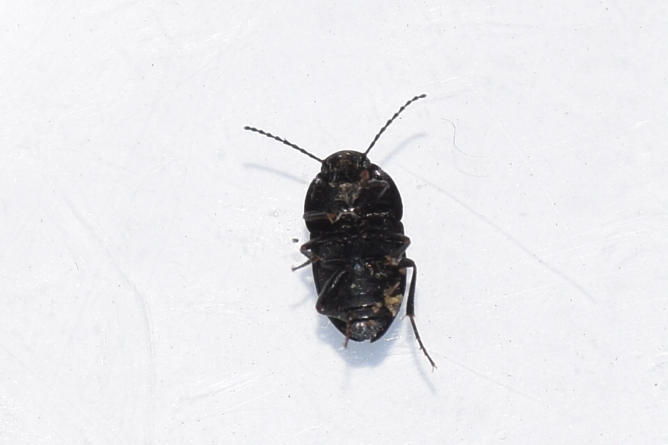 Tóth Norbert találata fürge gyászbogár - Crypticus quisquilius